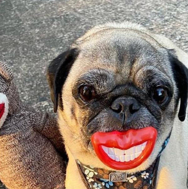 Paci-Chew Smile Dog Chew Toy - foufouBRANDS
